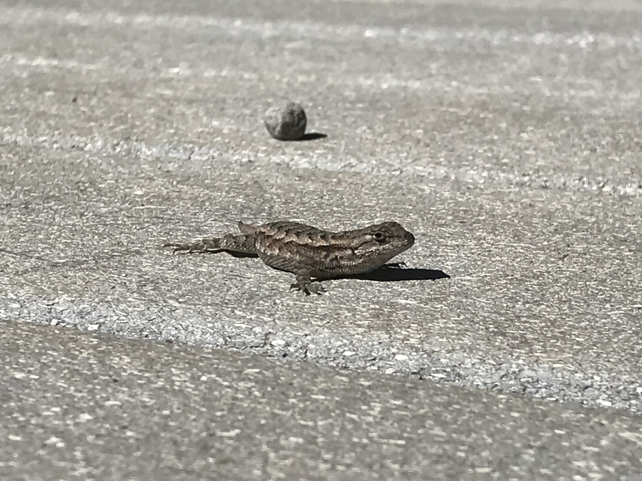 Responsive Research Residency Critical Path